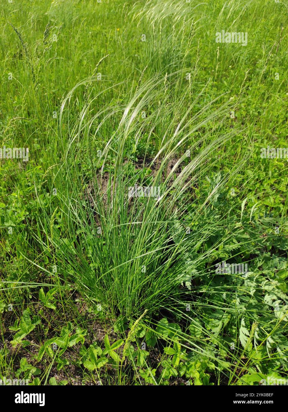 Needle Grasses (Stipa Stock Photo - Alamy