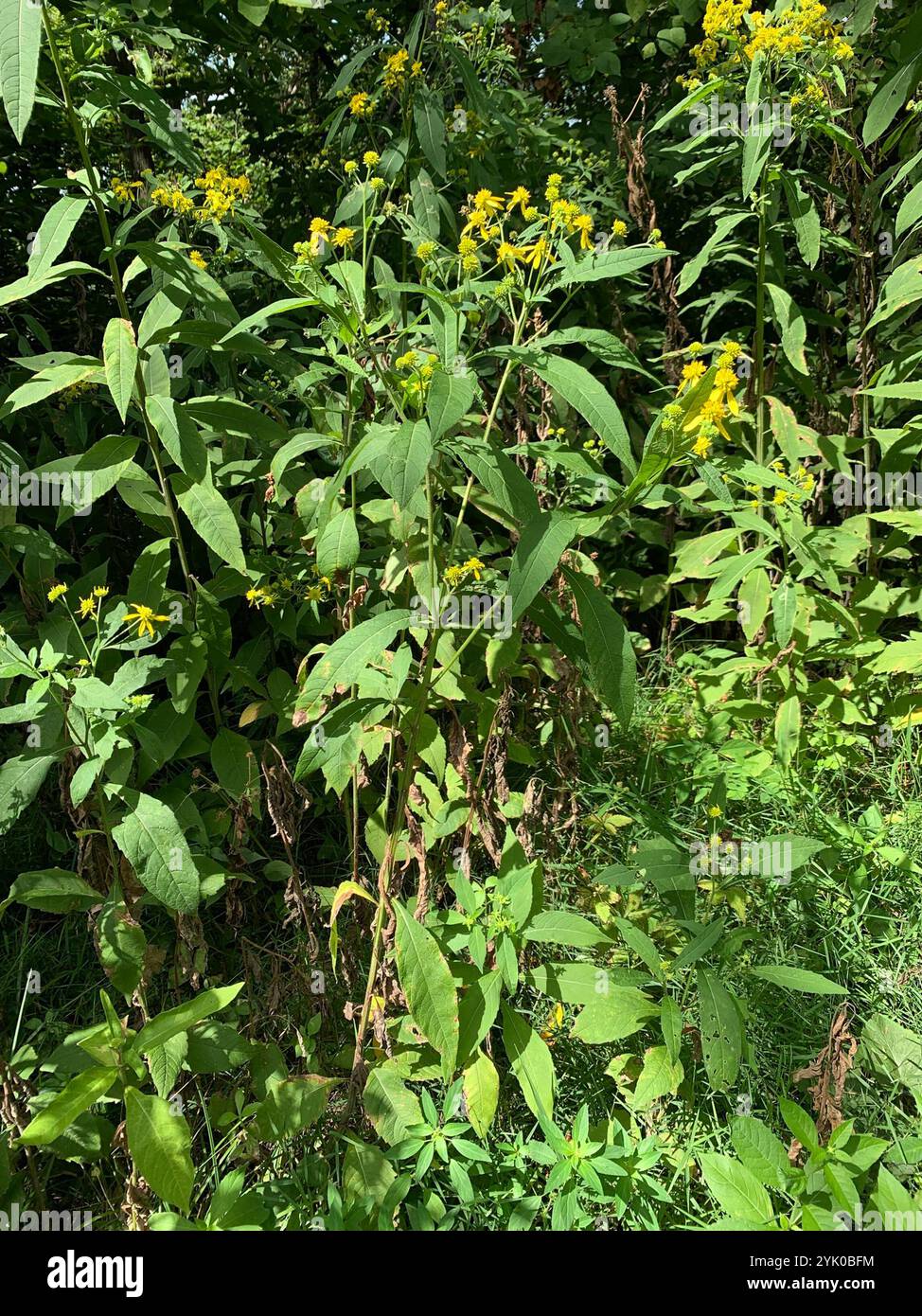 Wingstem (Verbesina alternifolia Stock Photo - Alamy