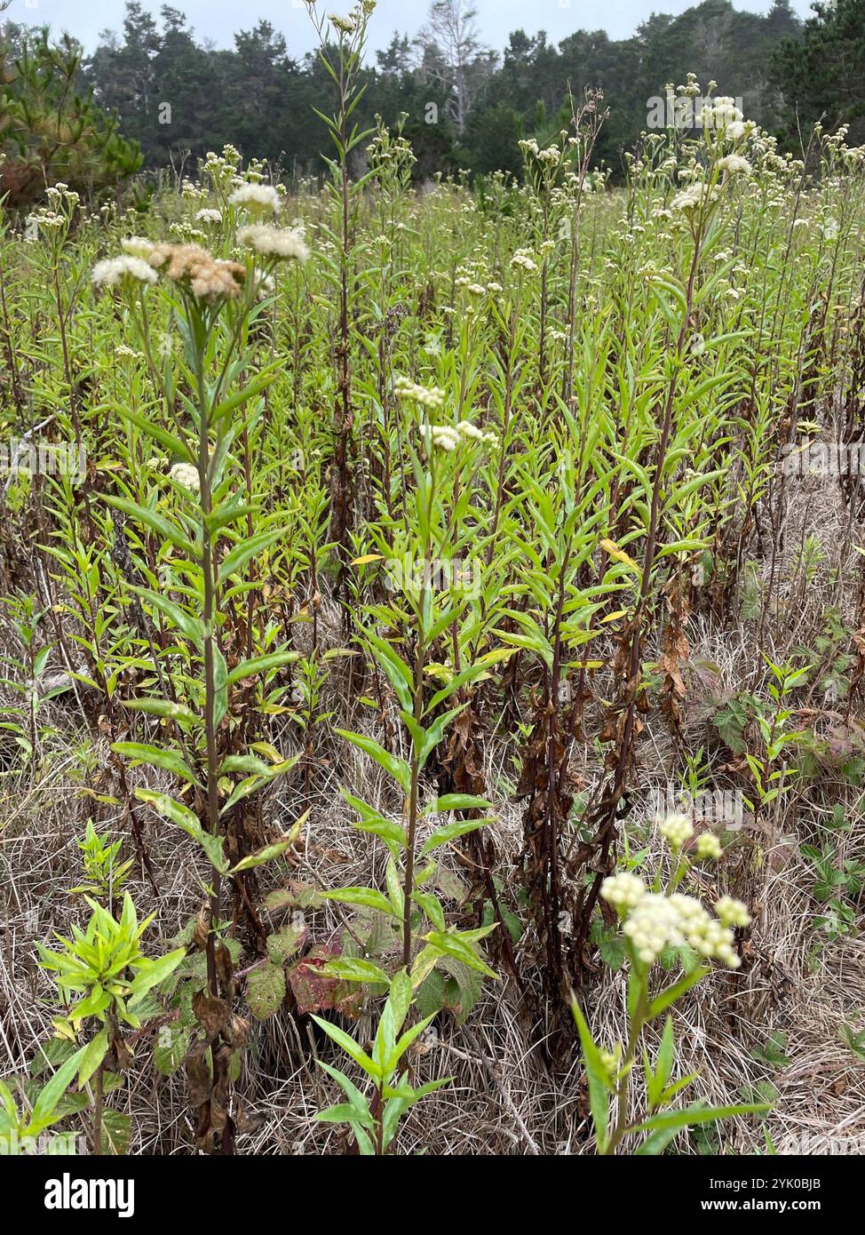 marsh baccharis (Baccharis glutinosa Stock Photo - Alamy