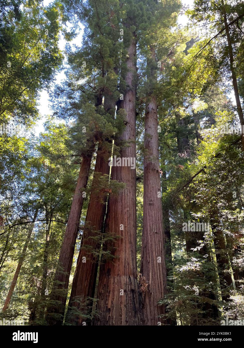 coast redwood (Sequoia sempervirens Stock Photo - Alamy