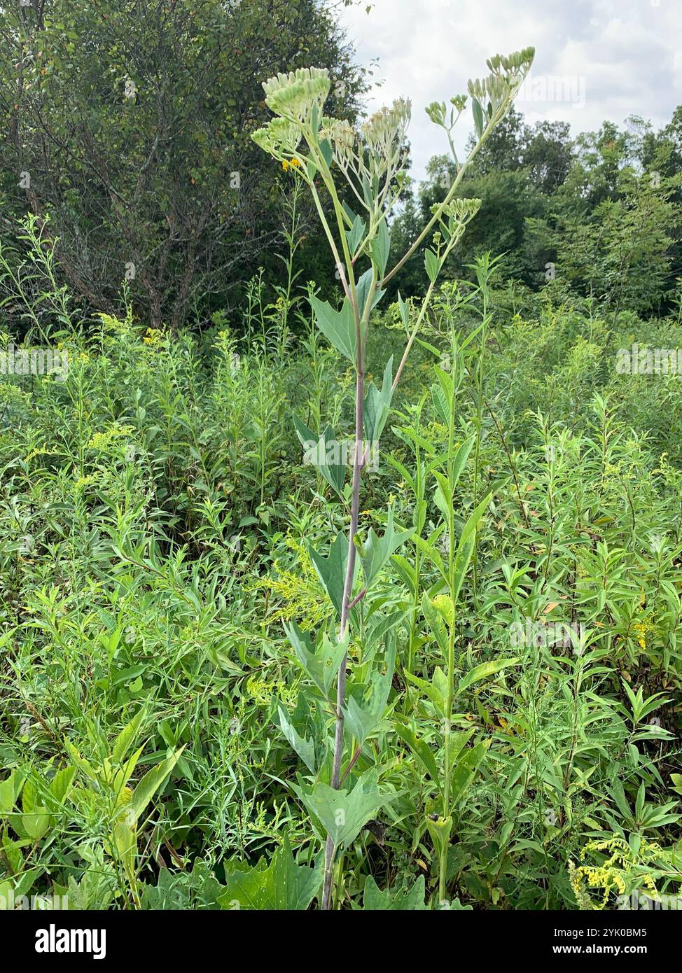 Pale indian plantain hi-res stock photography and images - Alamy