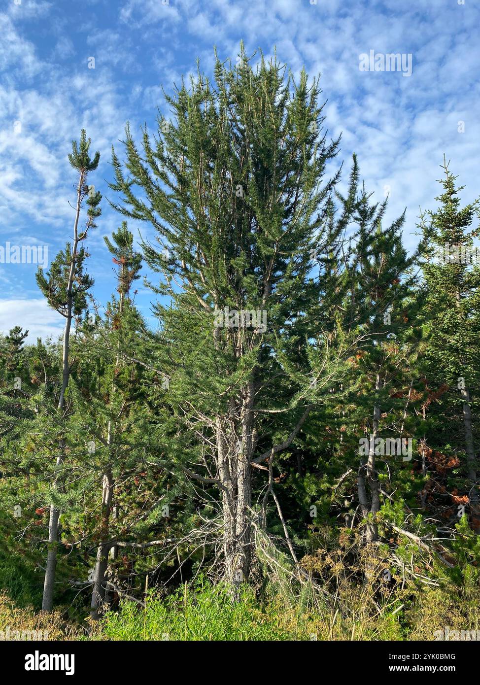 Siberian larch (Larix sibirica Stock Photo - Alamy