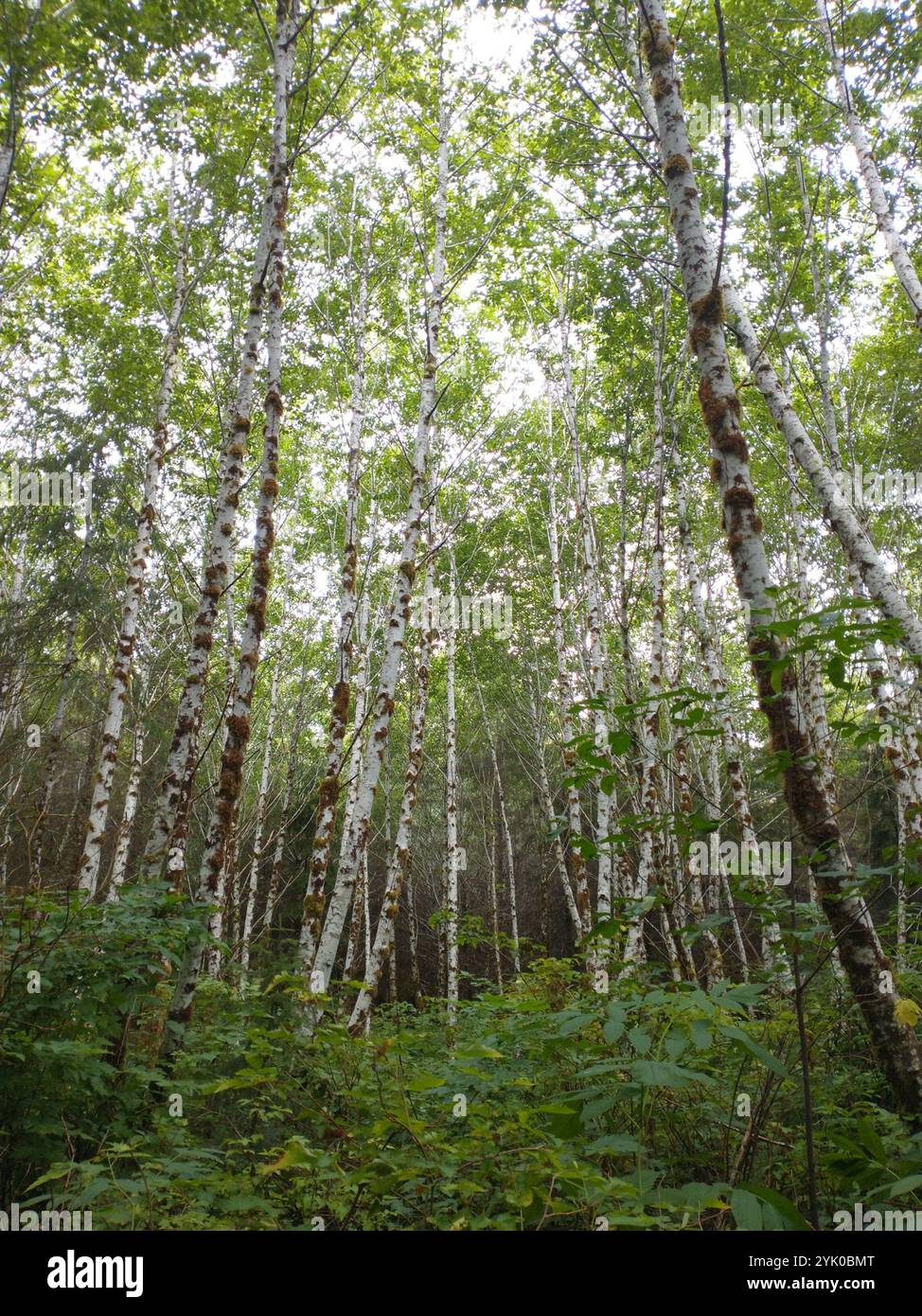 Red Alder (Alnus rubra Stock Photo - Alamy