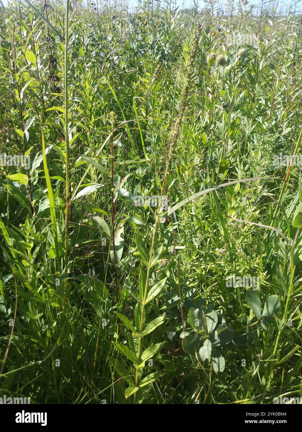 Culver's root (Veronicastrum virginicum Stock Photo - Alamy