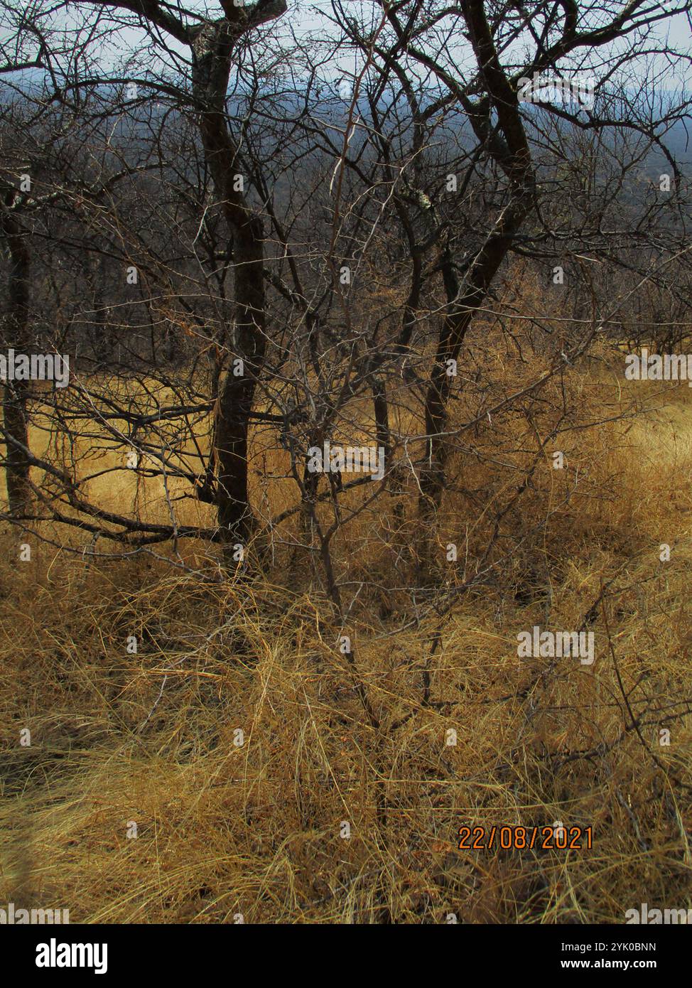 Slug Caterpillar Moths (Limacodidae Stock Photo - Alamy