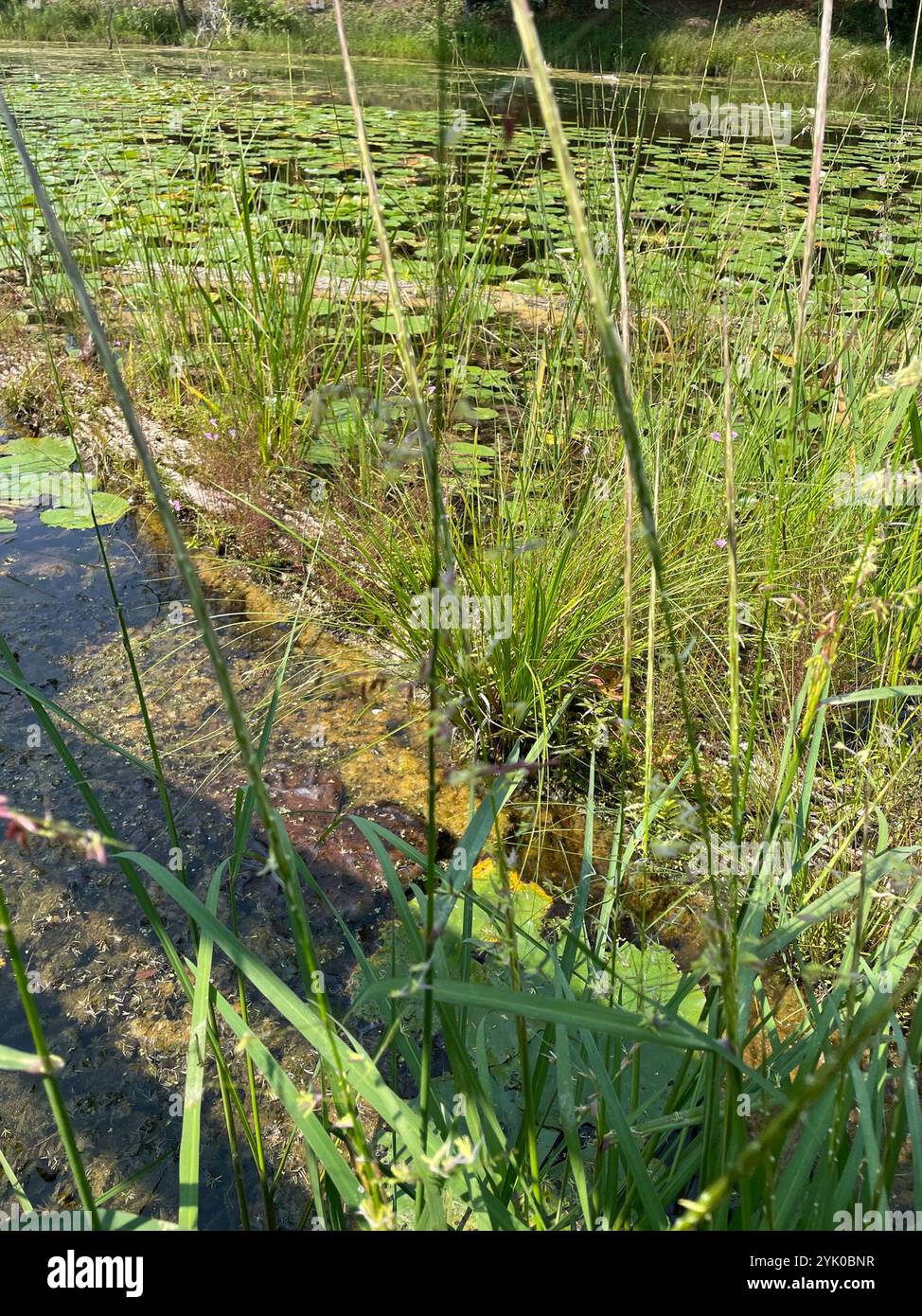 northern wild rice (Zizania palustris Stock Photo - Alamy