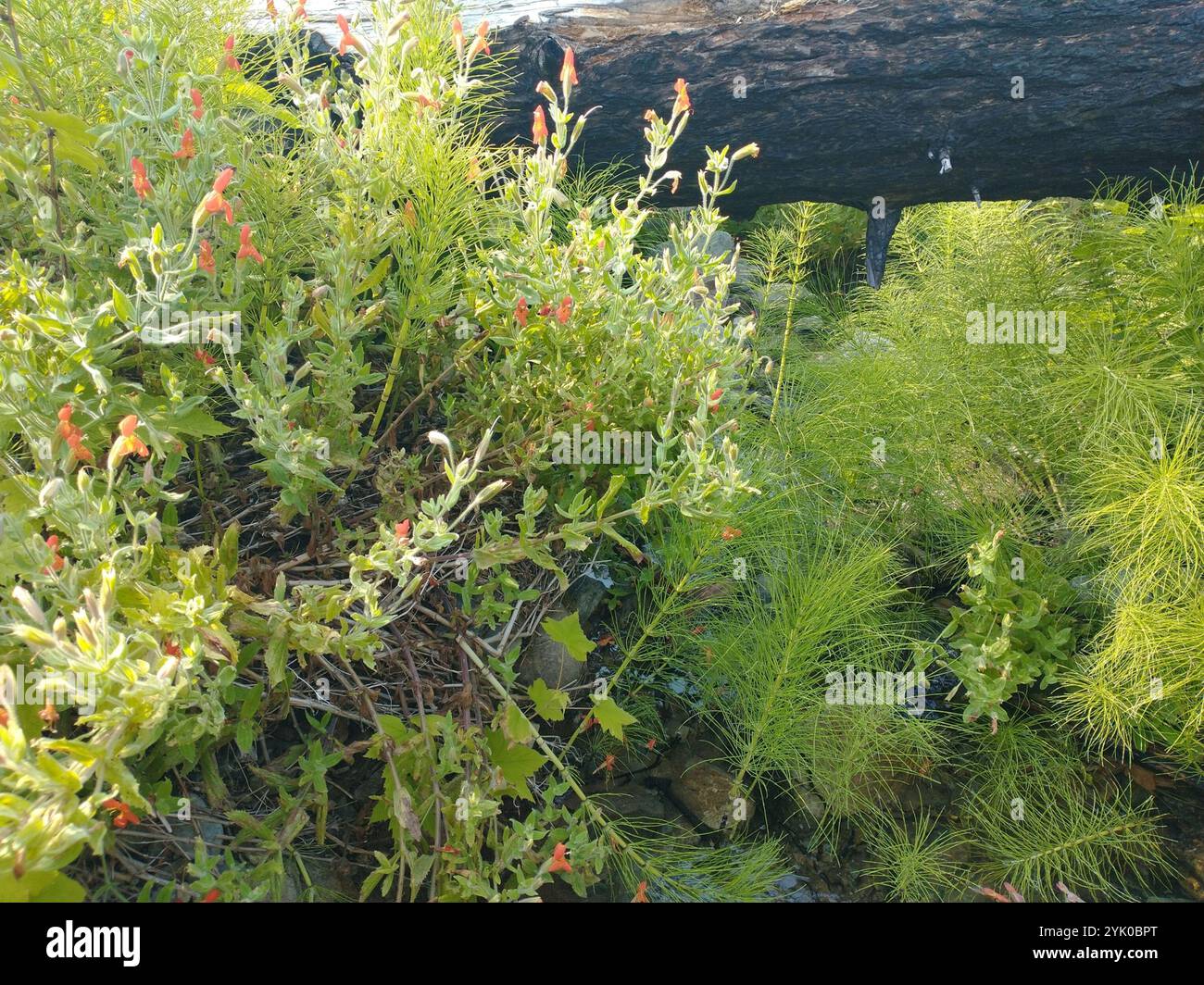scarlet monkeyflower (Erythranthe cardinalis Stock Photo - Alamy