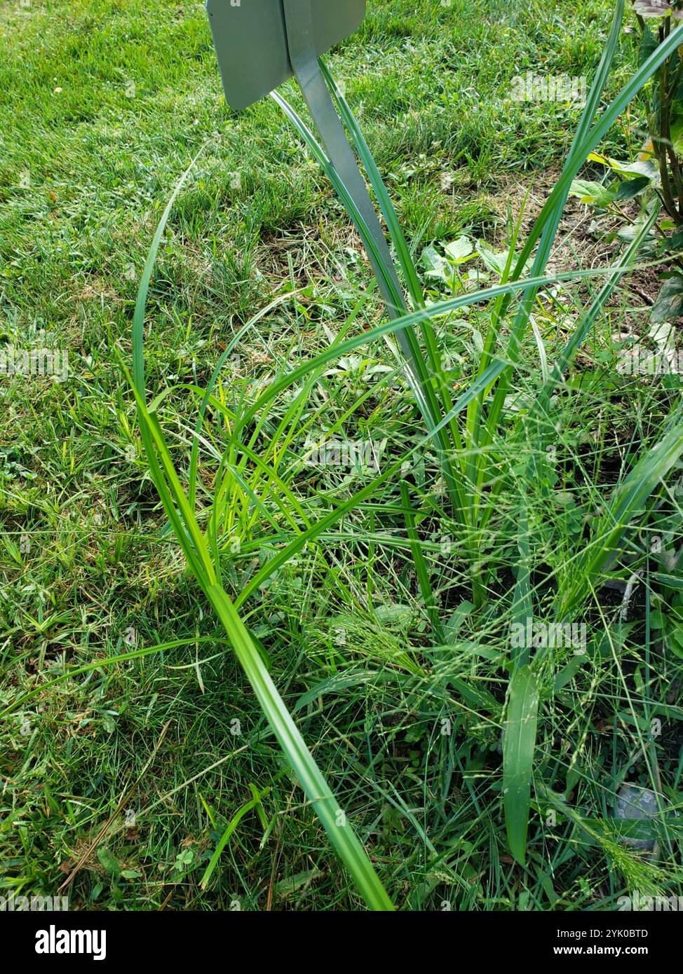 Smooth Witchgrass (Panicum dichotomiflorum Stock Photo - Alamy
