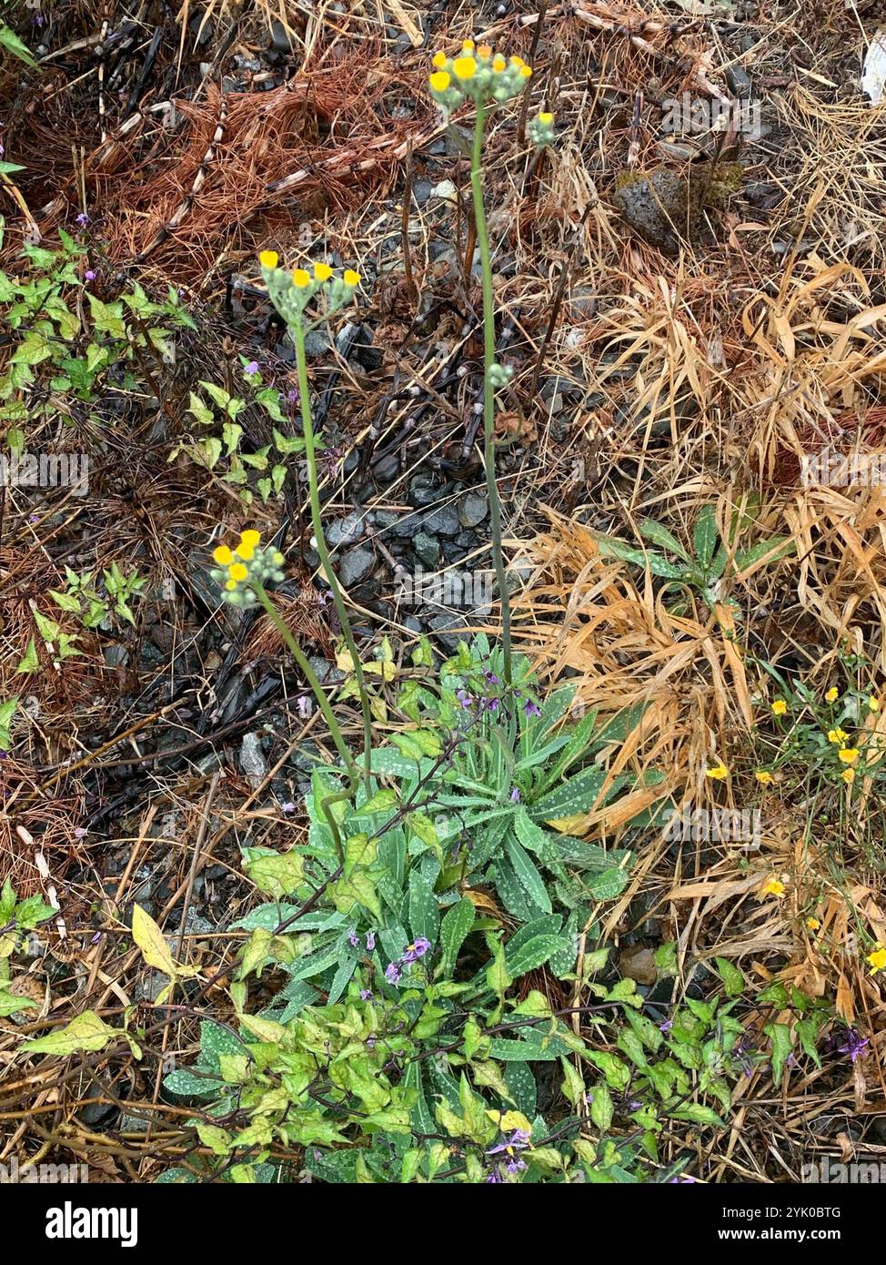 smooth hawkweed (Pilosella piloselloides Stock Photo - Alamy