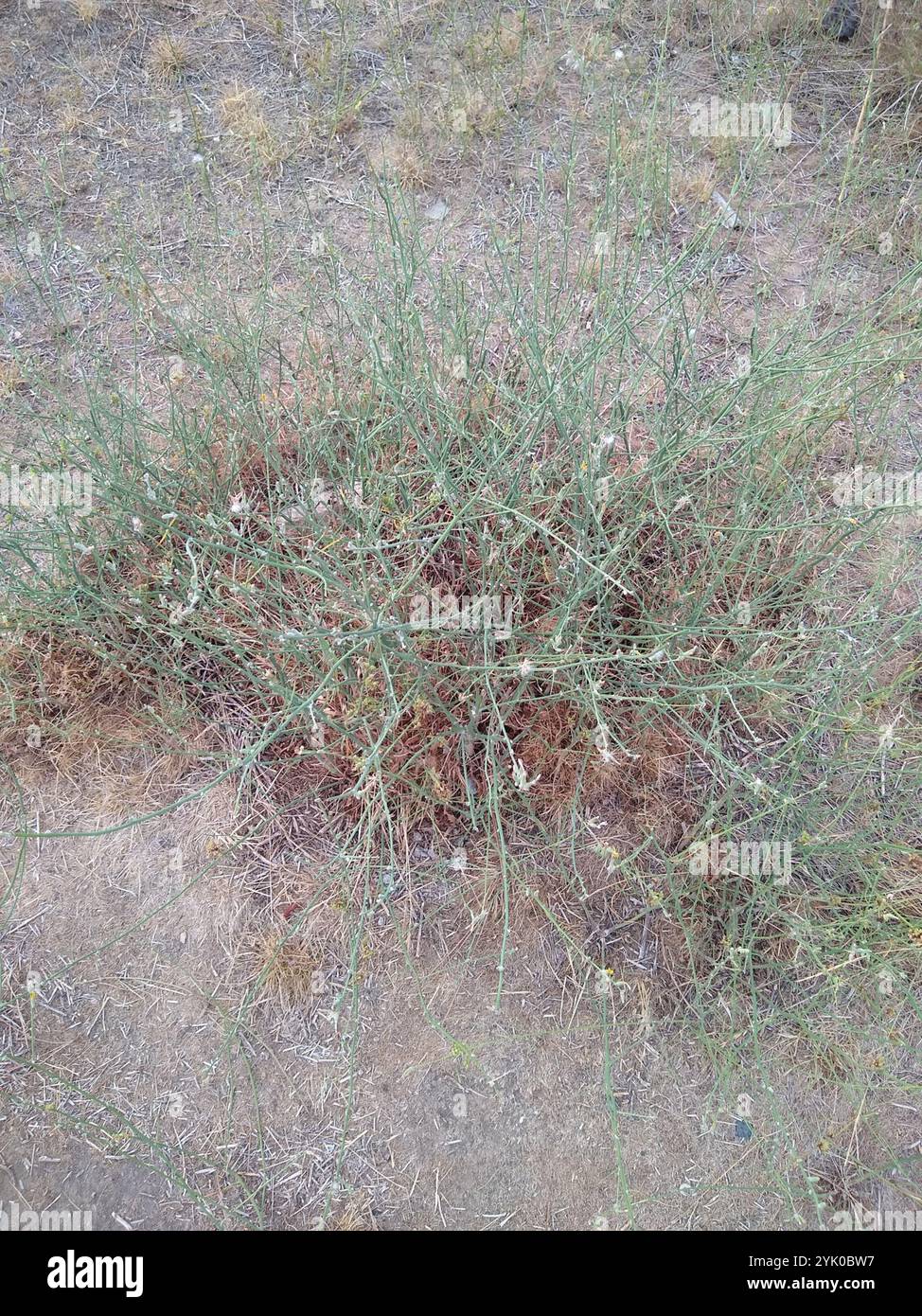 Rush Skeletonweed (Chondrilla juncea Stock Photo - Alamy