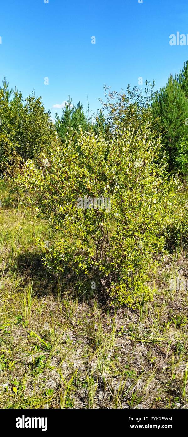 Tea-leaved Willow (Salix phylicifolia Stock Photo - Alamy