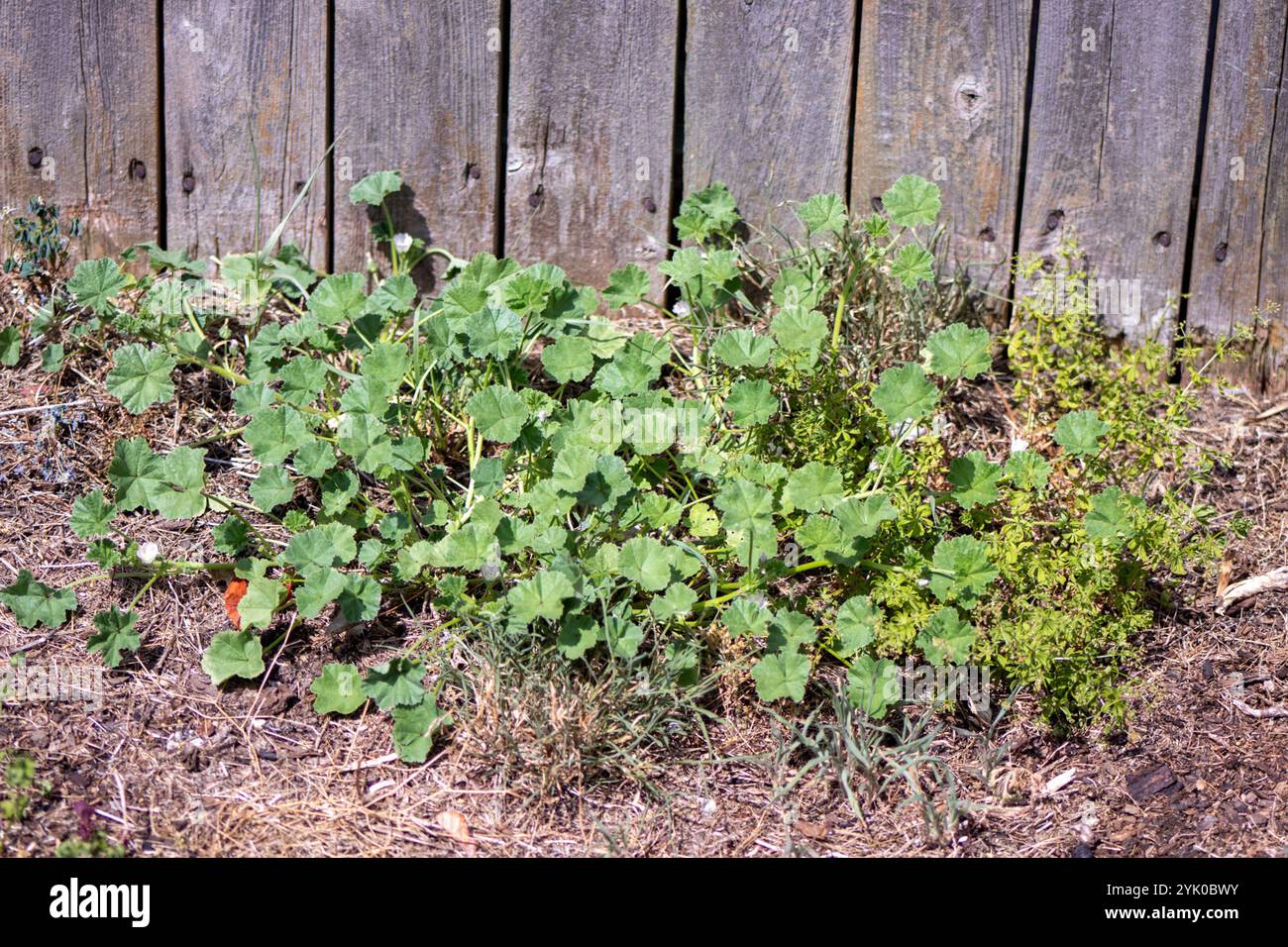 dwarf mallow (Malva neglecta Stock Photo - Alamy