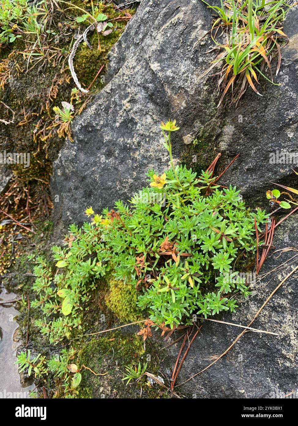 Yellow Saxifrage (Saxifraga aizoides Stock Photo - Alamy