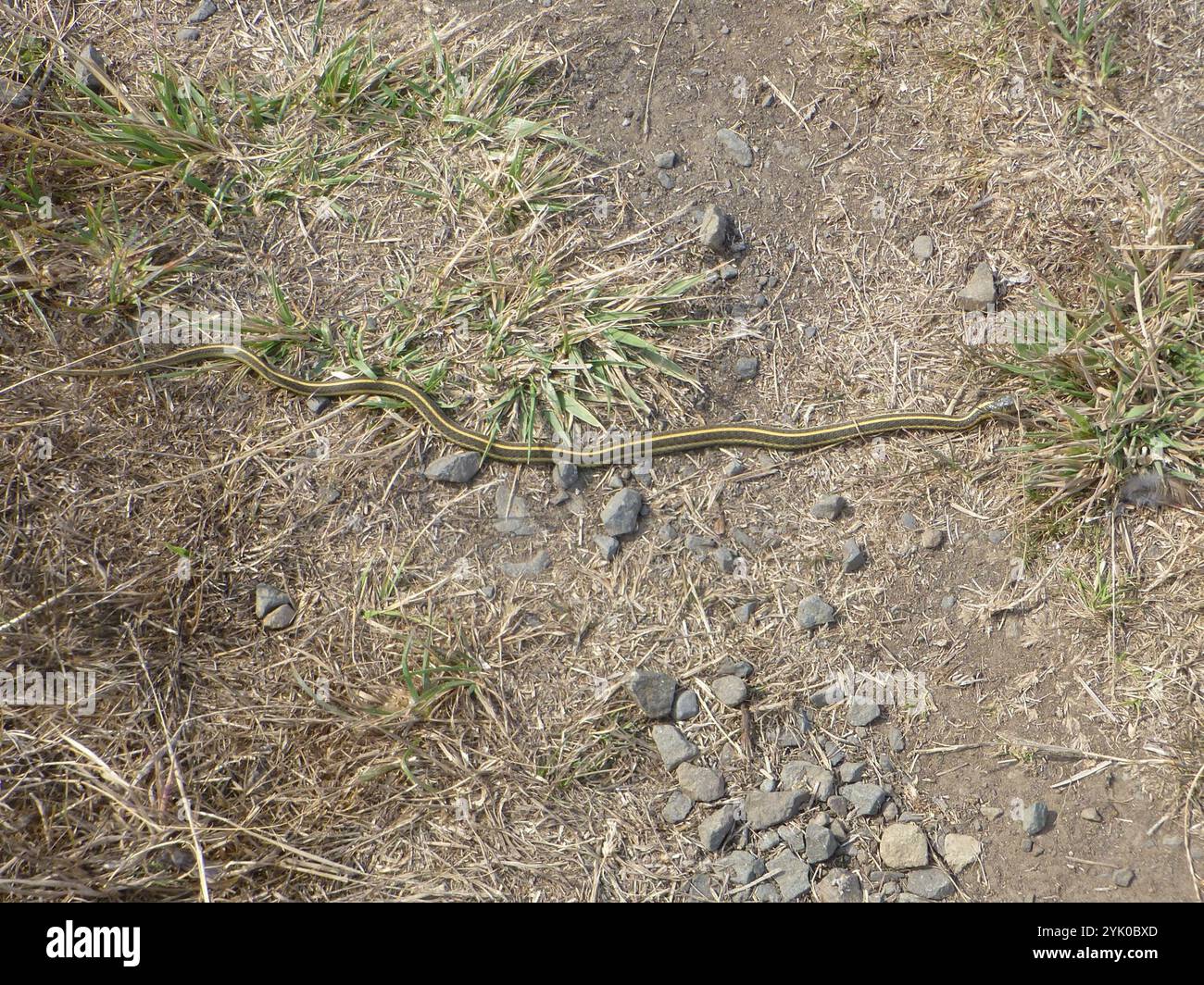 Aquatic Garter Snake (Thamnophis atratus Stock Photo - Alamy