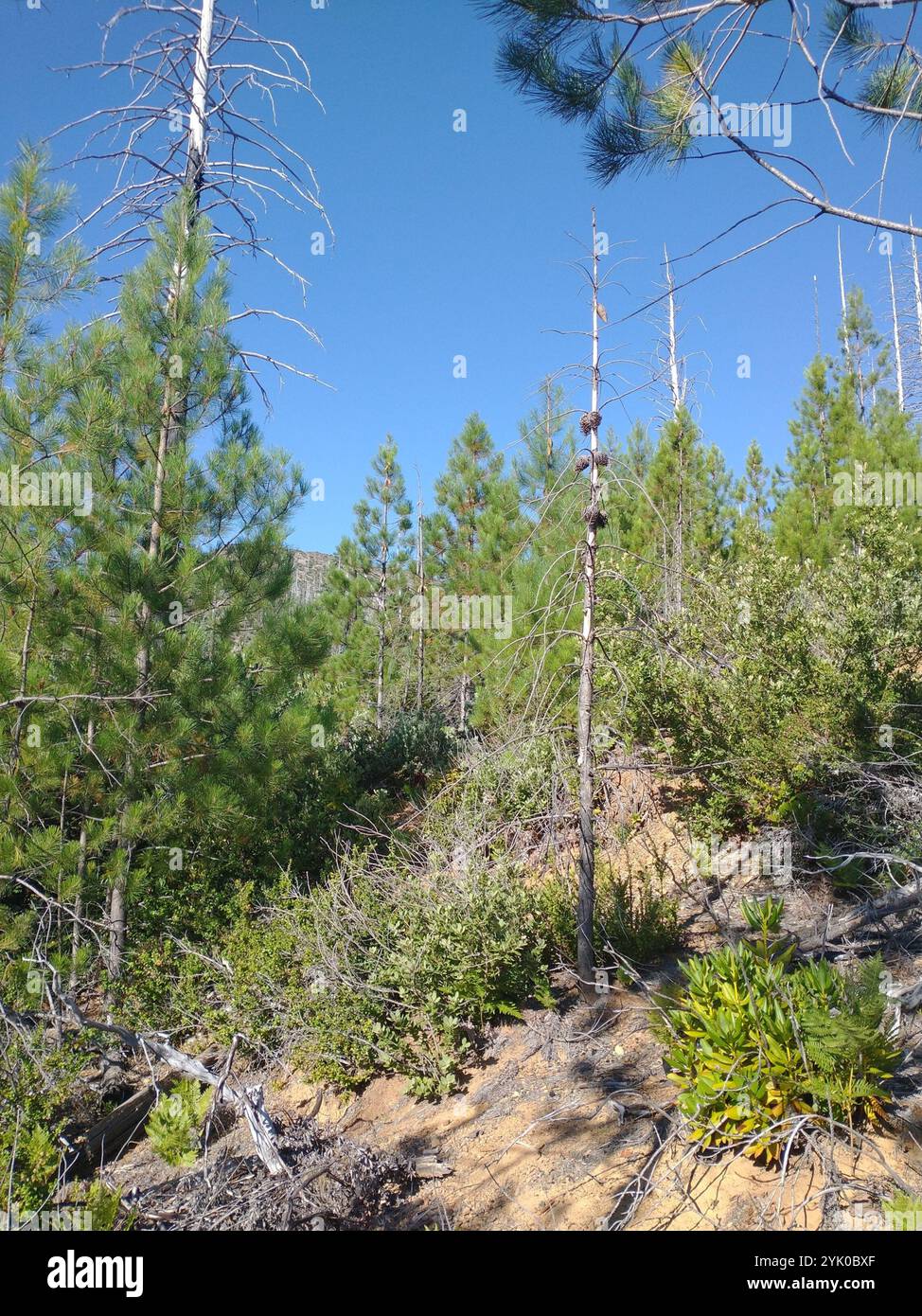 knobcone pine (Pinus attenuata Stock Photo - Alamy