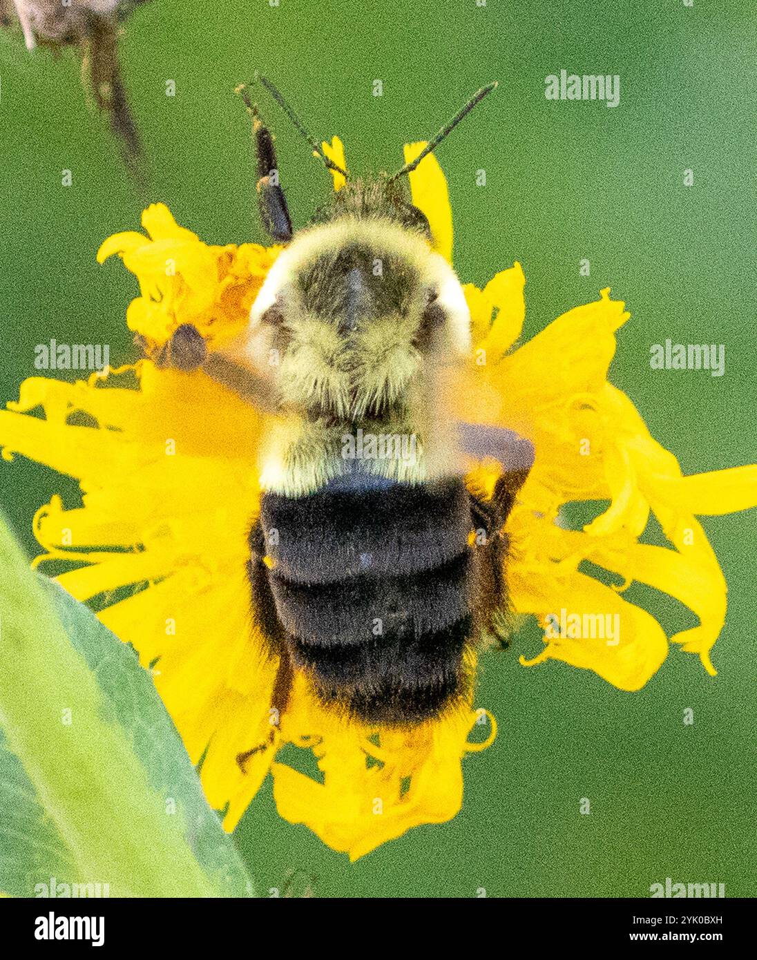 Common Eastern Bumble Bee (Bombus impatiens Stock Photo - Alamy