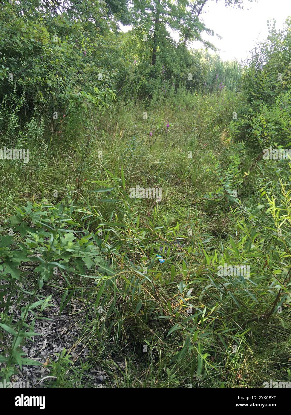 fox sedge (Carex vulpinoidea Stock Photo - Alamy