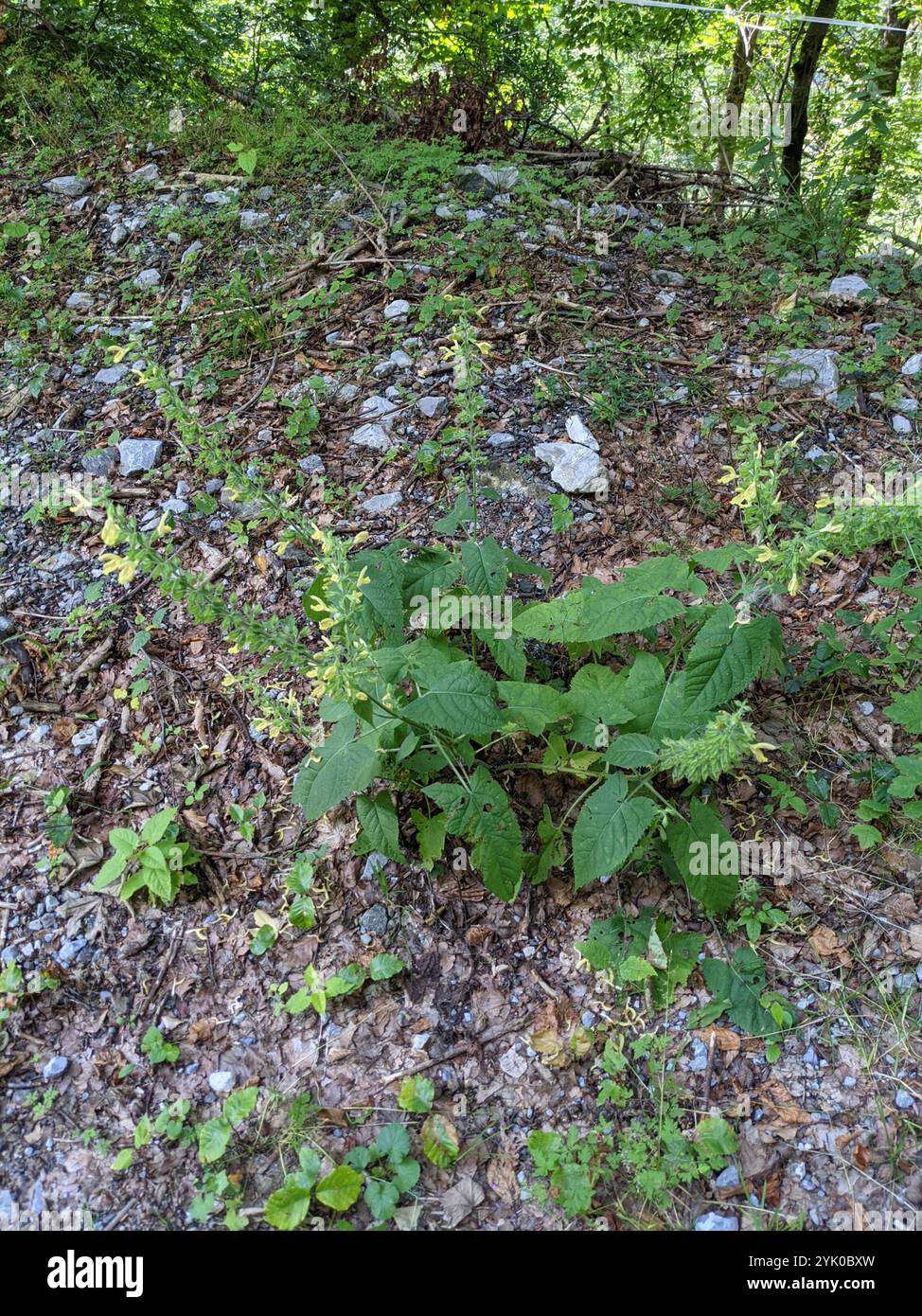 Sticky Sage (Salvia glutinosa Stock Photo - Alamy
