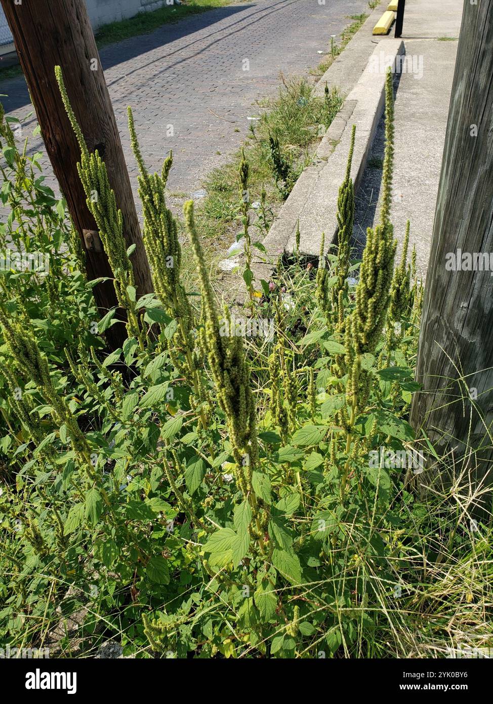 Redroot Amaranth (Amaranthus retroflexus Stock Photo - Alamy