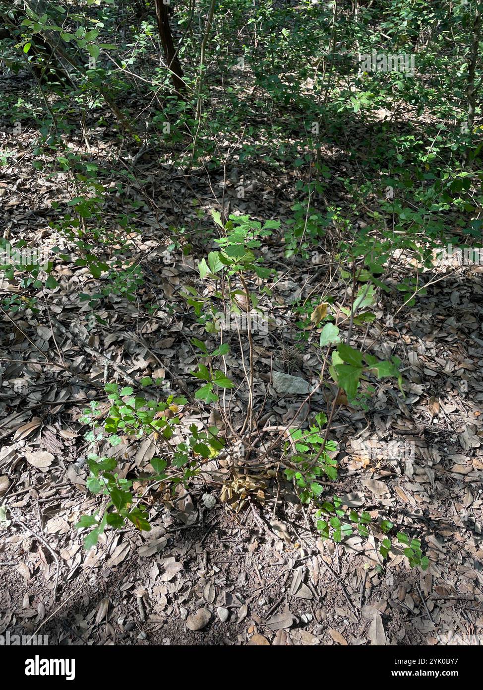 fragrant sumac (Rhus aromatica Stock Photo - Alamy