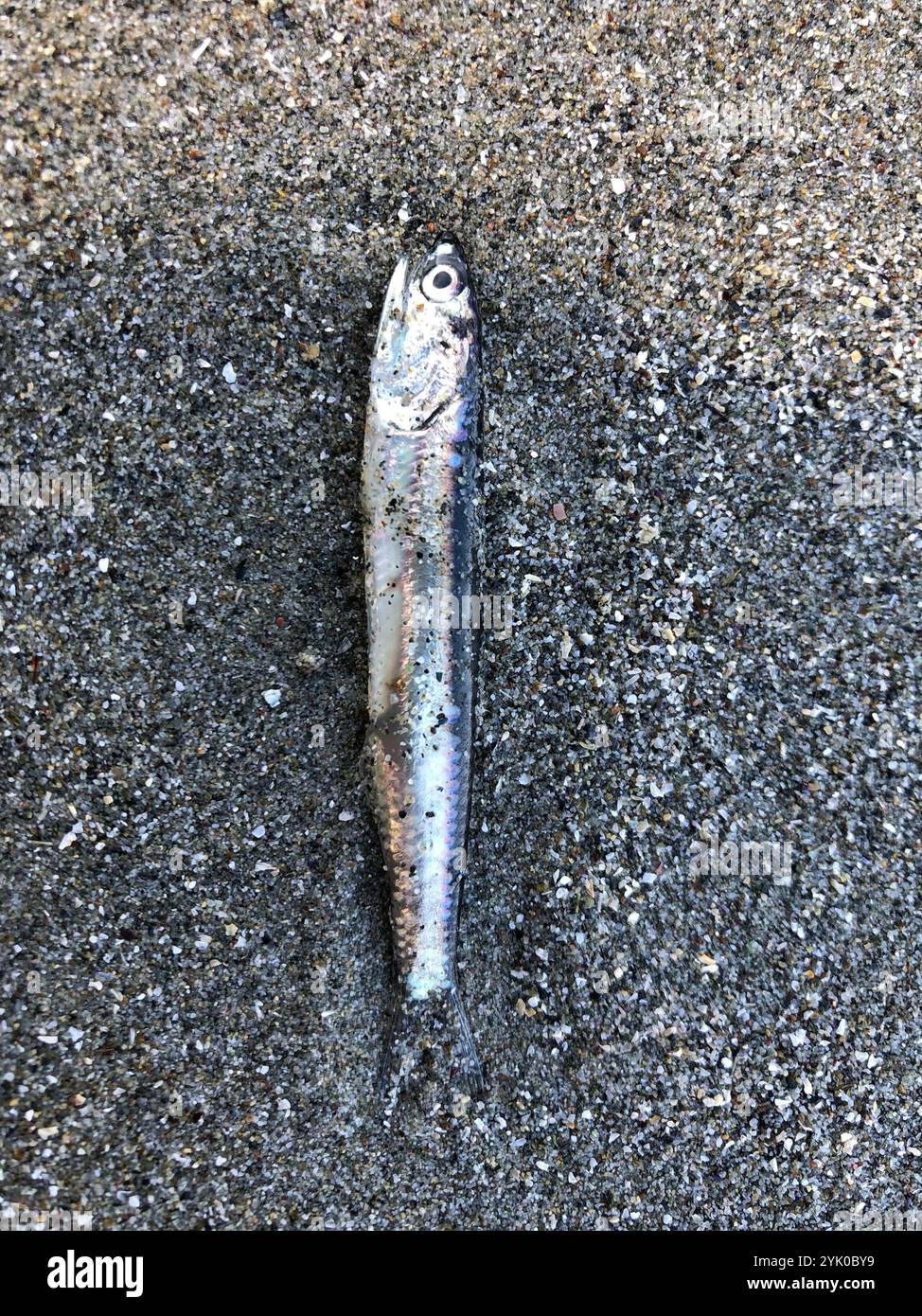 Northern Anchovy (Engraulis mordax Stock Photo - Alamy