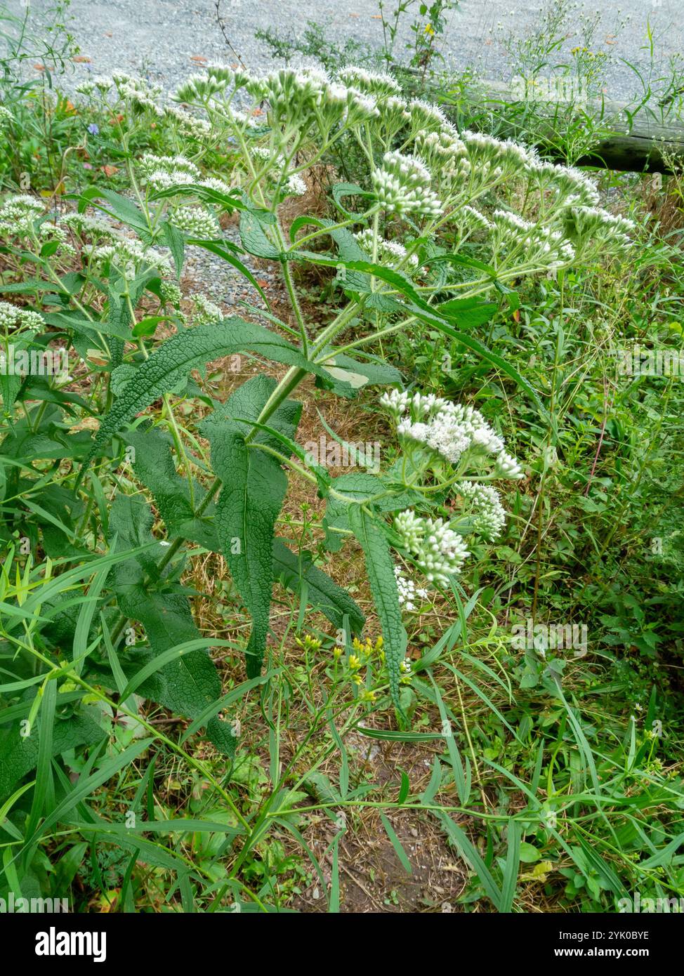 common boneset (Eupatorium perfoliatum Stock Photo - Alamy