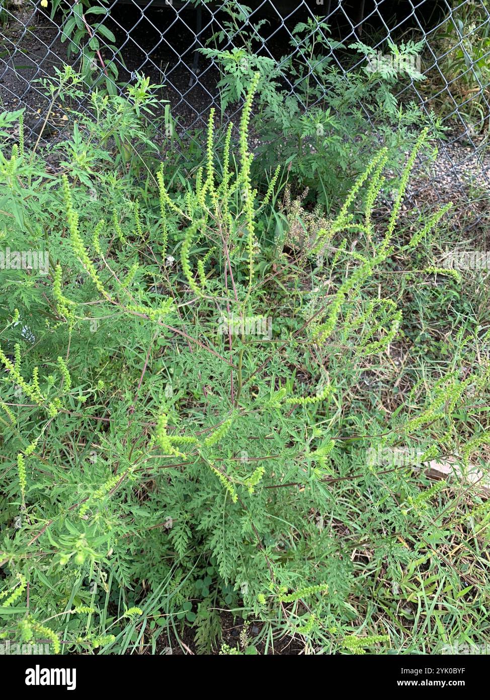 common ragweed (Ambrosia artemisiifolia Stock Photo - Alamy