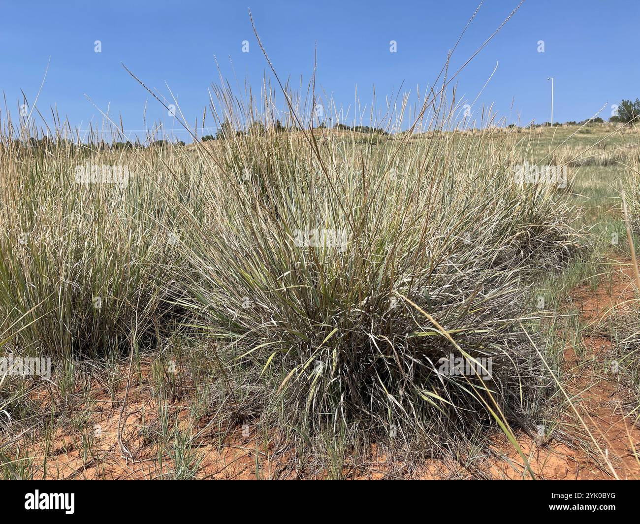 Leymus cinereus hi-res stock photography and images - Alamy