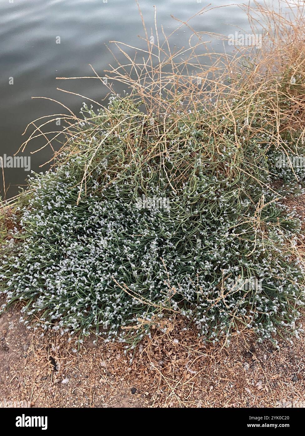 Heliotropium curassavicum hi-res stock photography and images - Alamy