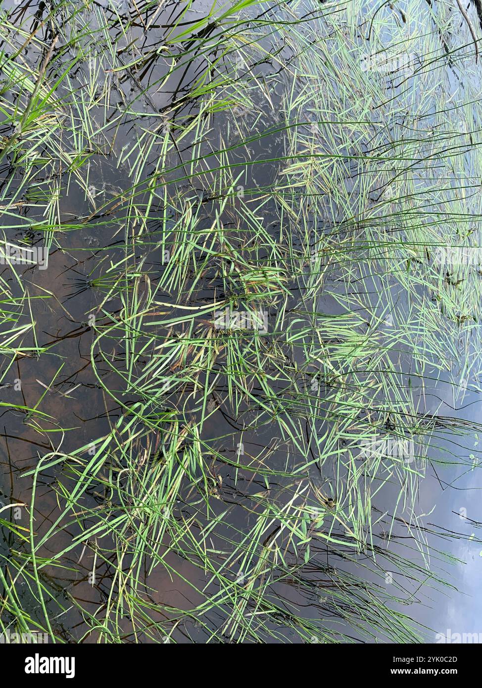 Floating bur reed hi-res stock photography and images - Alamy