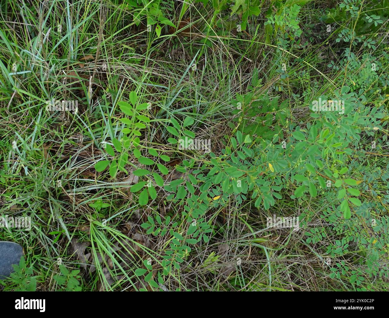 Carolina Indigo (Indigofera caroliniana Stock Photo - Alamy