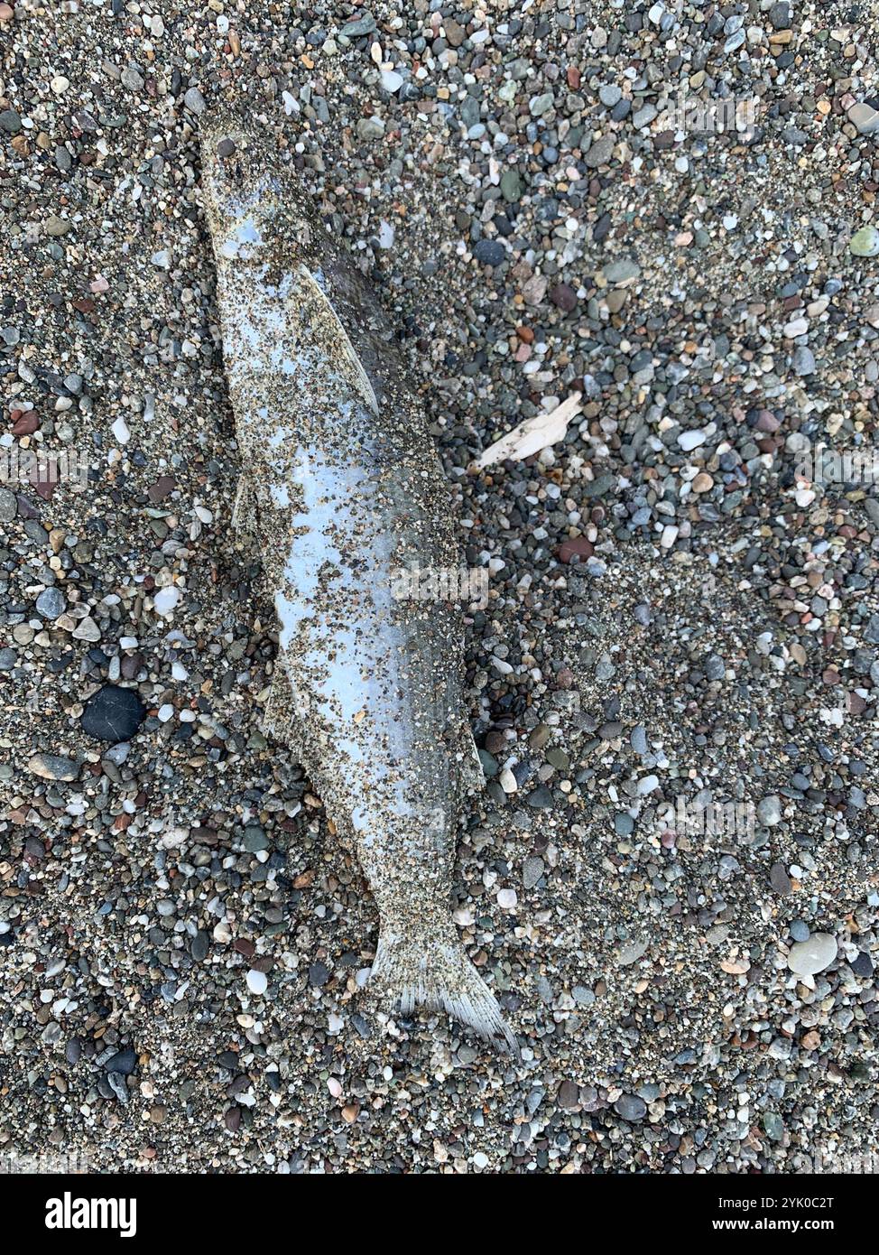 Ray-finned Fishes (Actinopterygii Stock Photo - Alamy