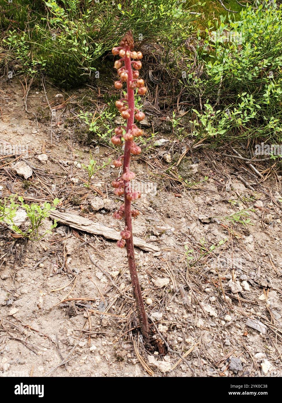 woodland pinedrops (Pterospora andromedea Stock Photo - Alamy