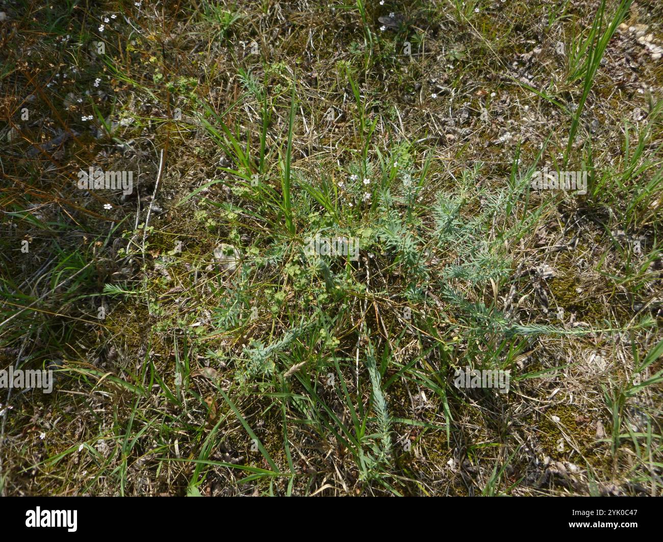 steppe spurge (Euphorbia seguieriana Stock Photo - Alamy