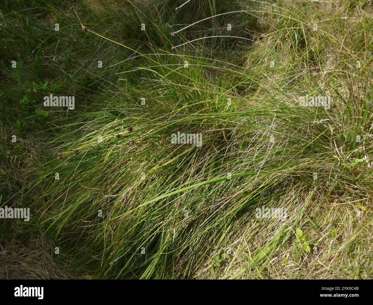 Round-headed Clubrush (Scirpoides holoschoenus Stock Photo - Alamy