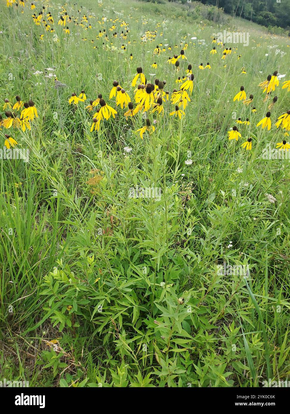 grey-headed coneflower (Ratibida pinnata Stock Photo - Alamy