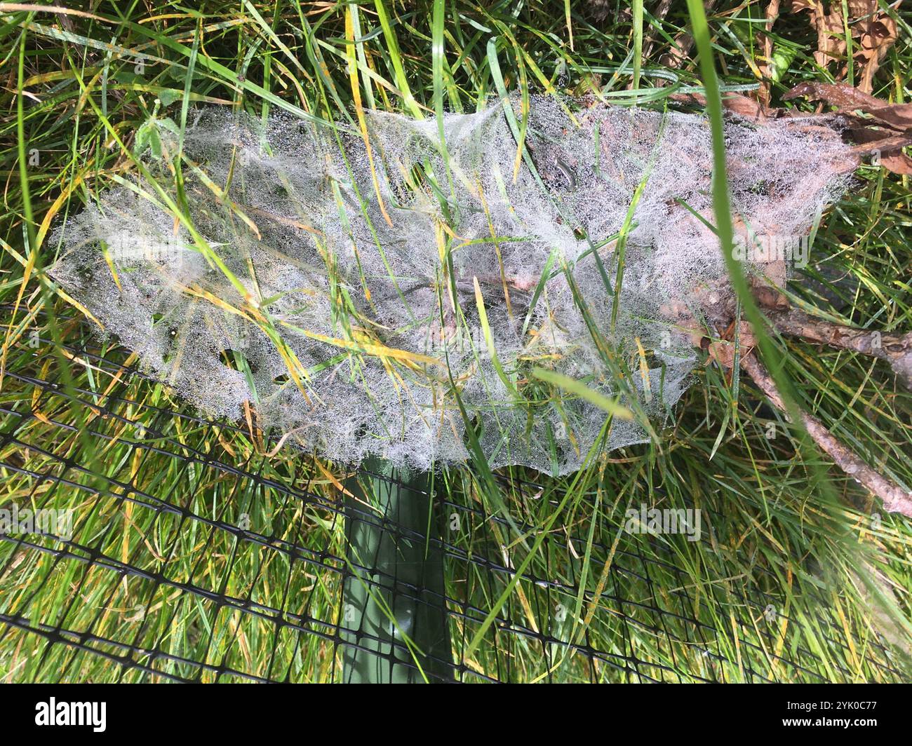 Grass Spiders (Agelenopsis Stock Photo - Alamy