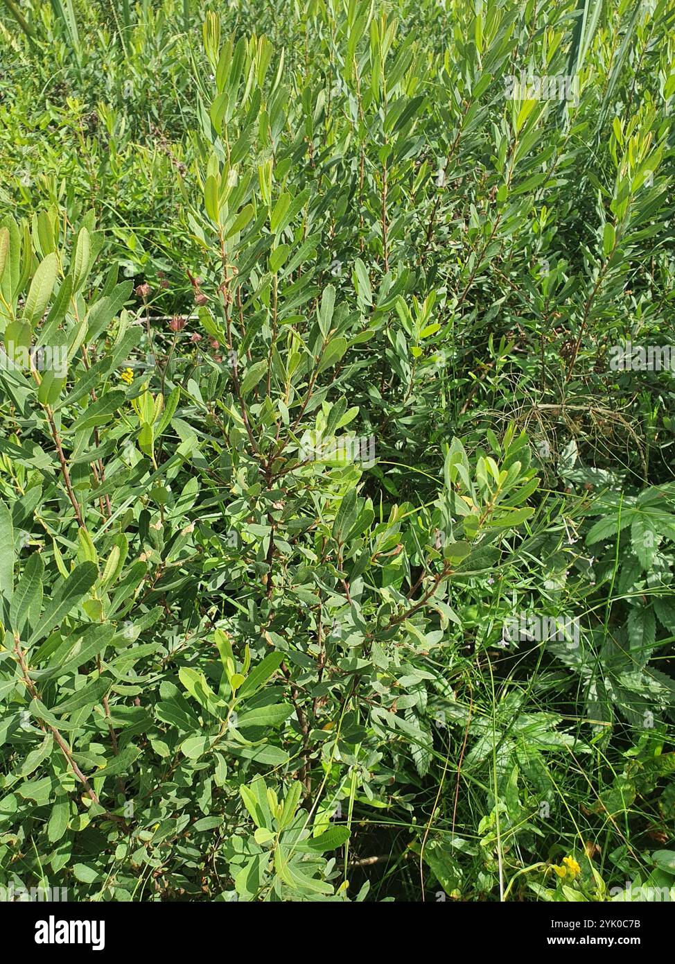 bog myrtle (Myrica gale Stock Photo - Alamy