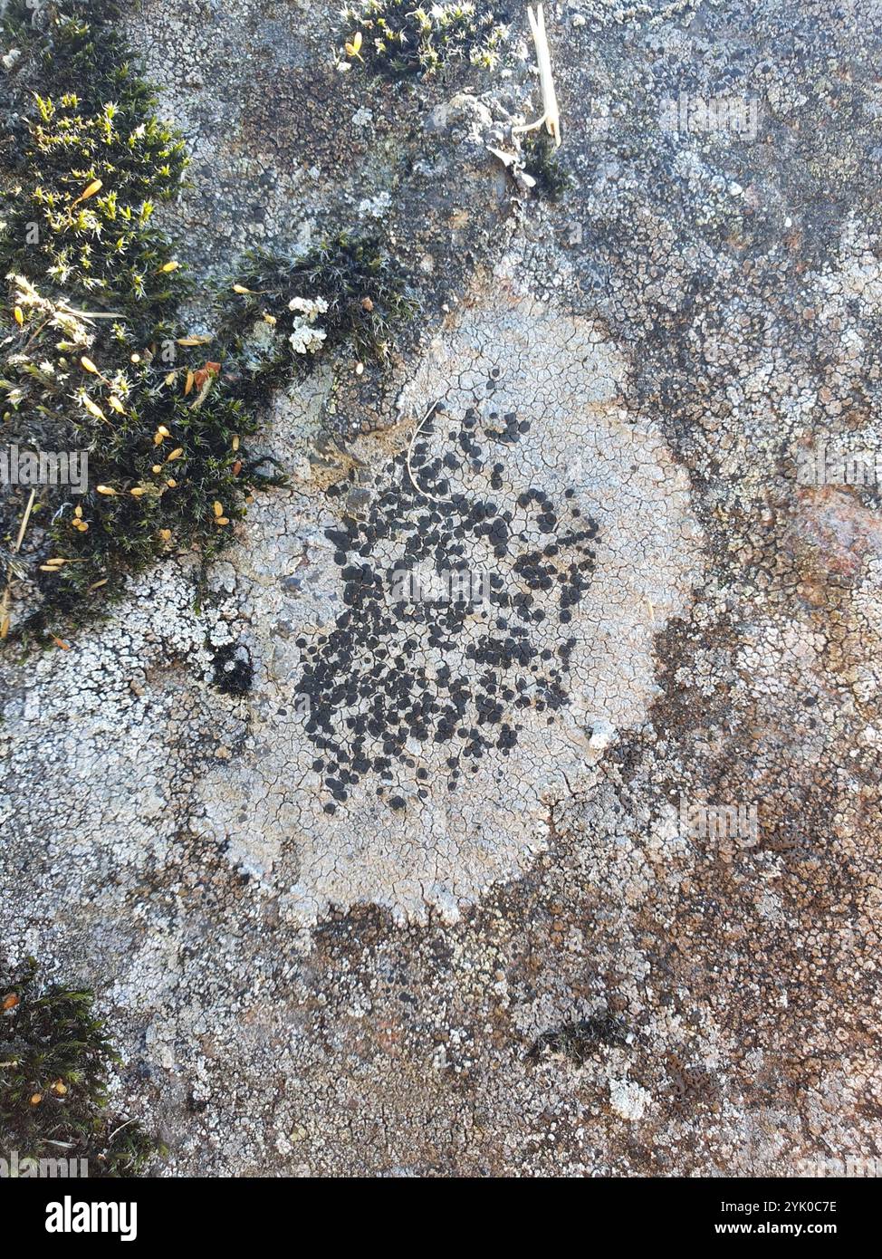 Tile Lichens (Lecidea Stock Photo - Alamy