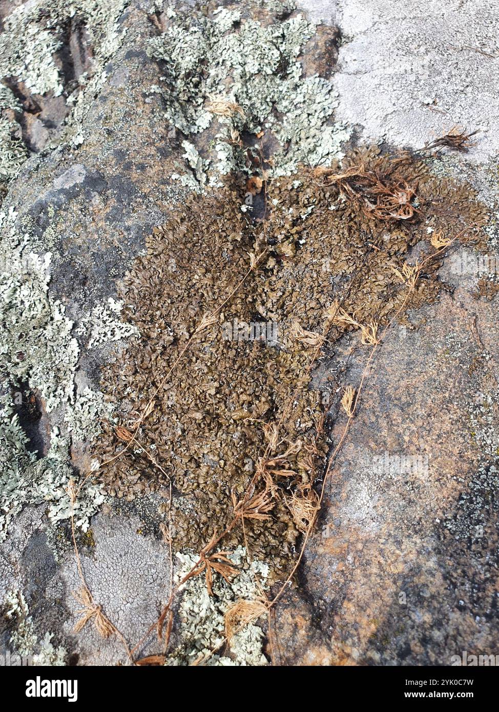 rock shield lichens (Xanthoparmelia Stock Photo - Alamy