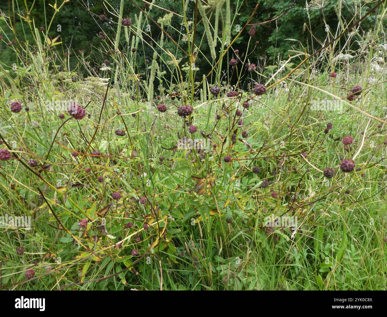 Great burnet (Sanguisorba officinalis Stock Photo - Alamy