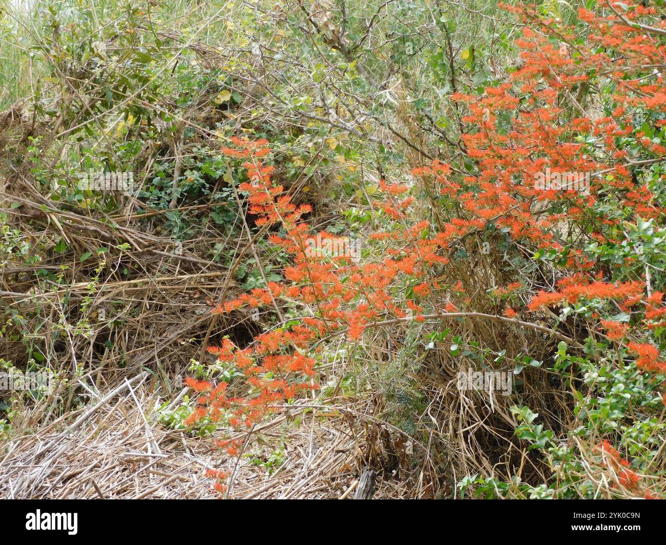 flame-creeper (Combretum microphyllum Stock Photo - Alamy