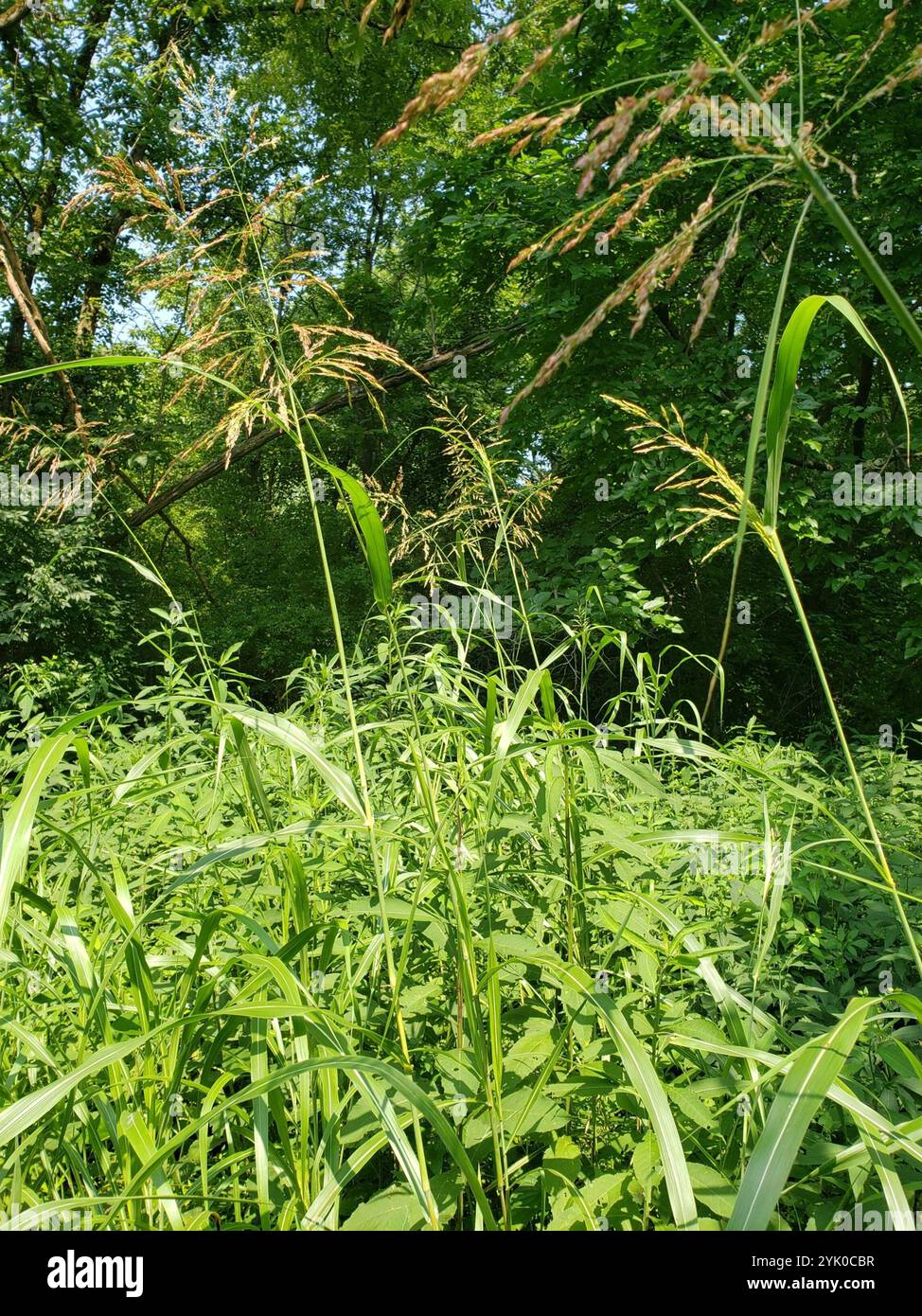 Johnson grass (Sorghum halepense Stock Photo - Alamy