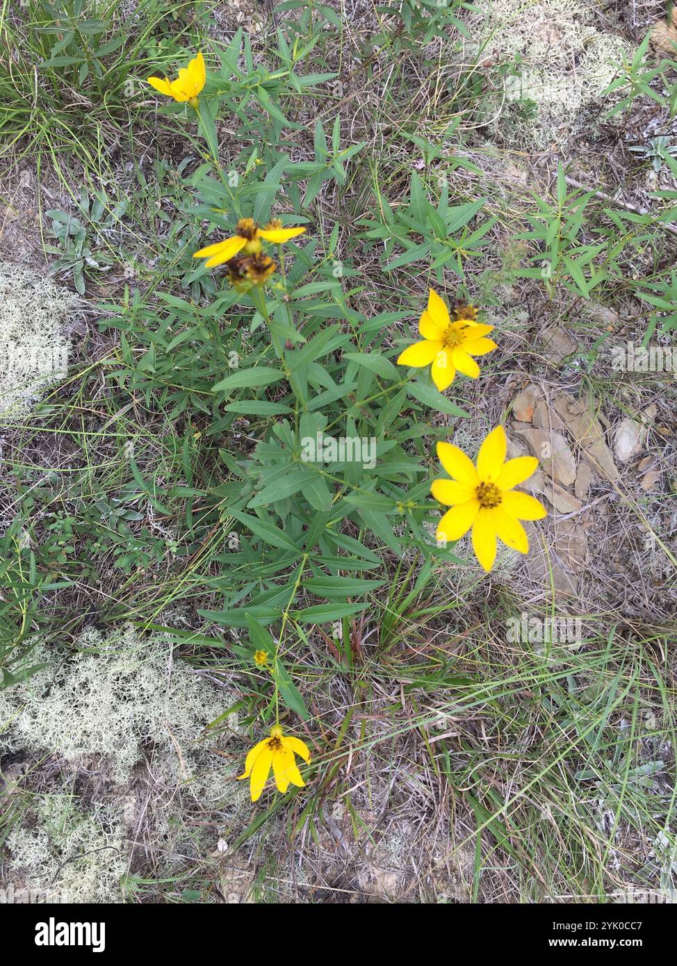 Greater Tickseed (Coreopsis major Stock Photo - Alamy
