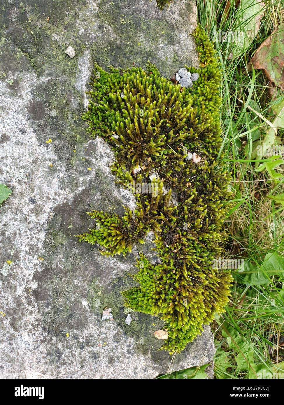 squirrel-tail moss (Leucodon sciuroides Stock Photo - Alamy