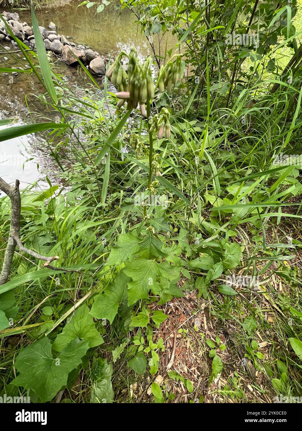 white rattlesnake root (Nabalus albus Stock Photo - Alamy