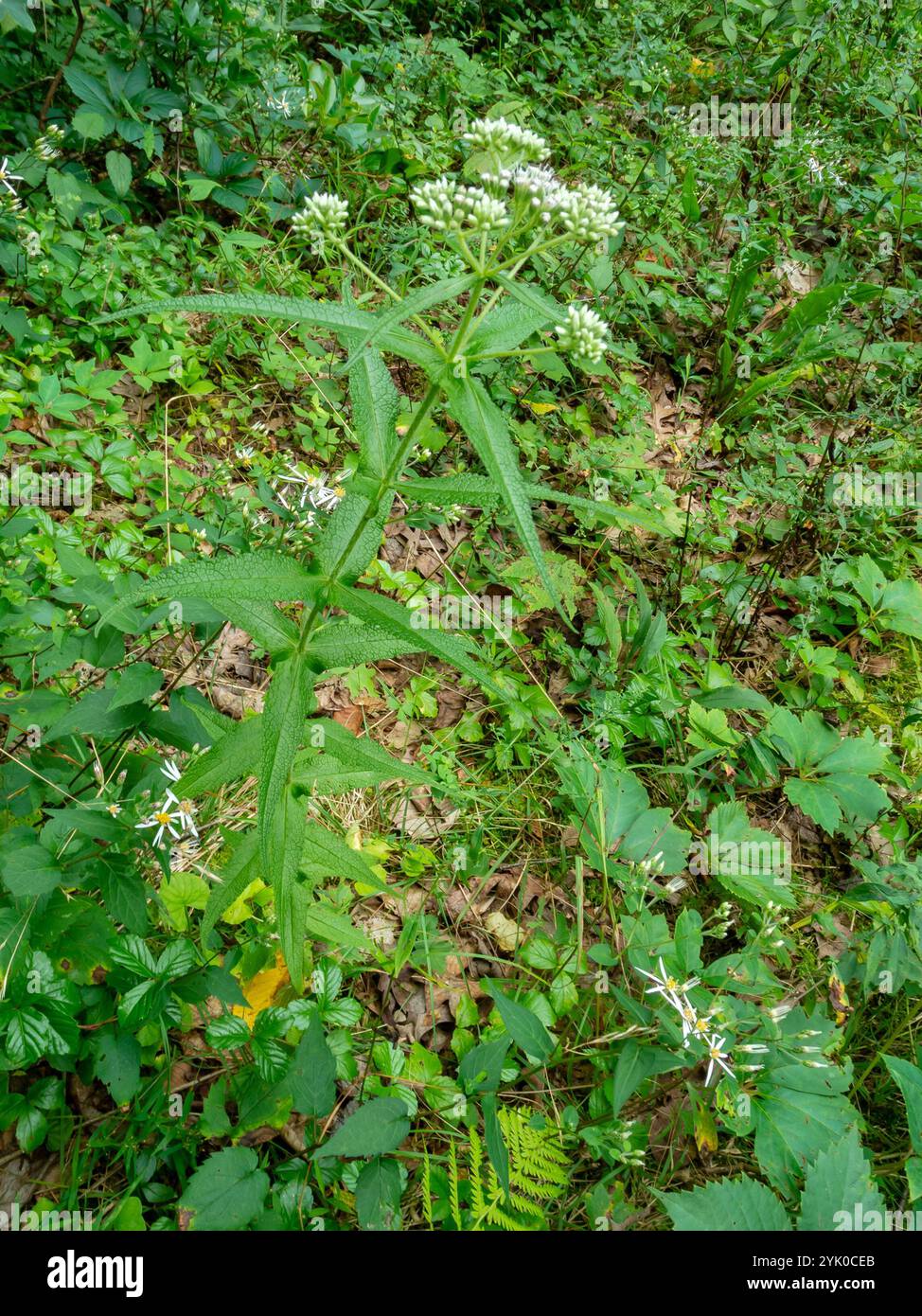common boneset (Eupatorium perfoliatum Stock Photo - Alamy