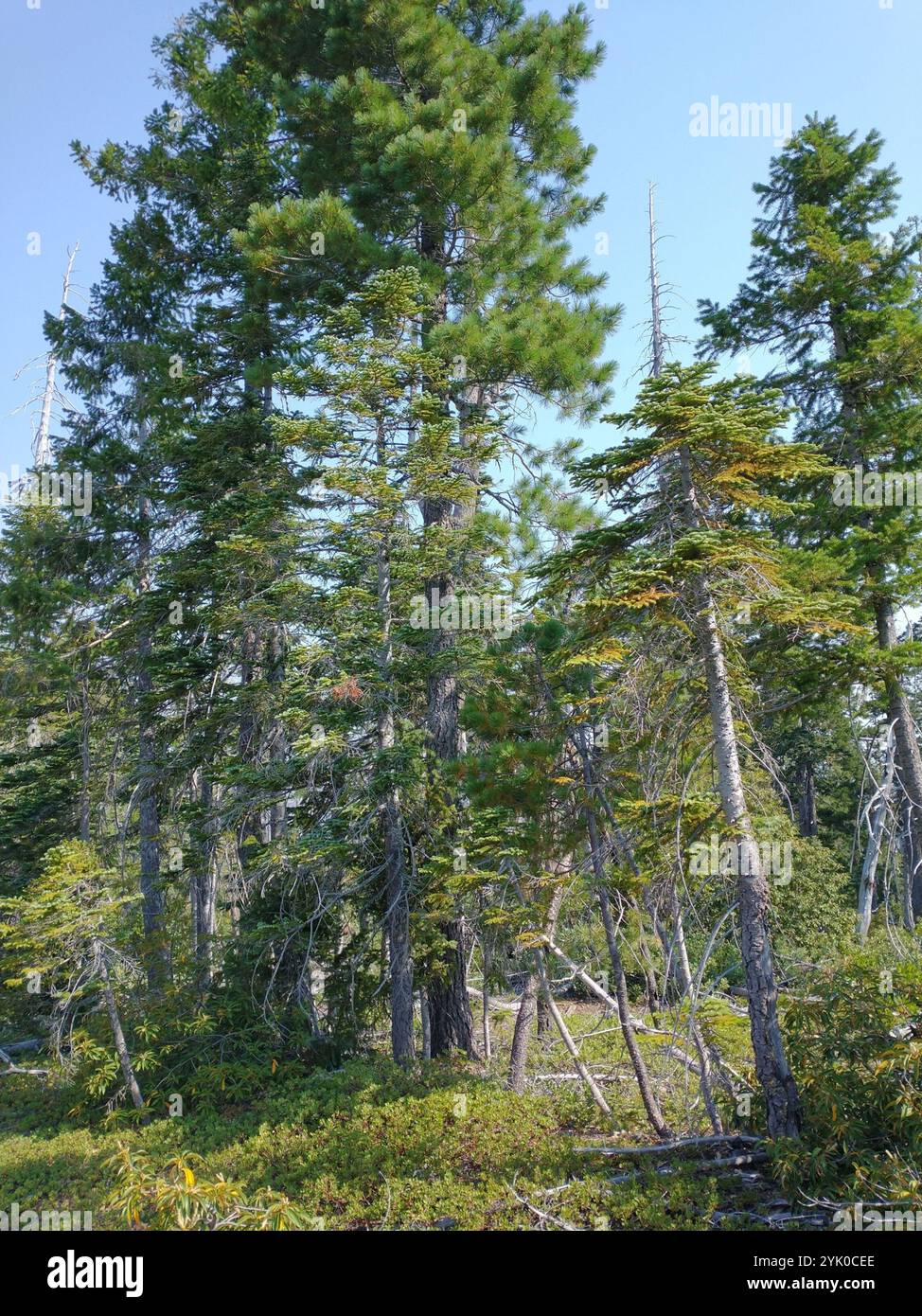 western white pine (Pinus monticola Stock Photo - Alamy