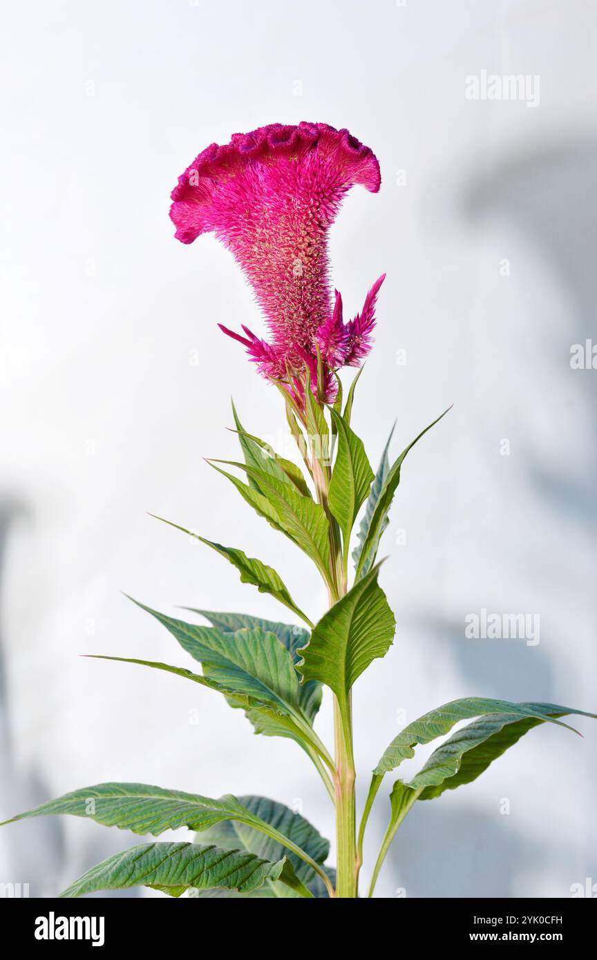 Celosia red velvet flower hi-res stock photography and images - Alamy