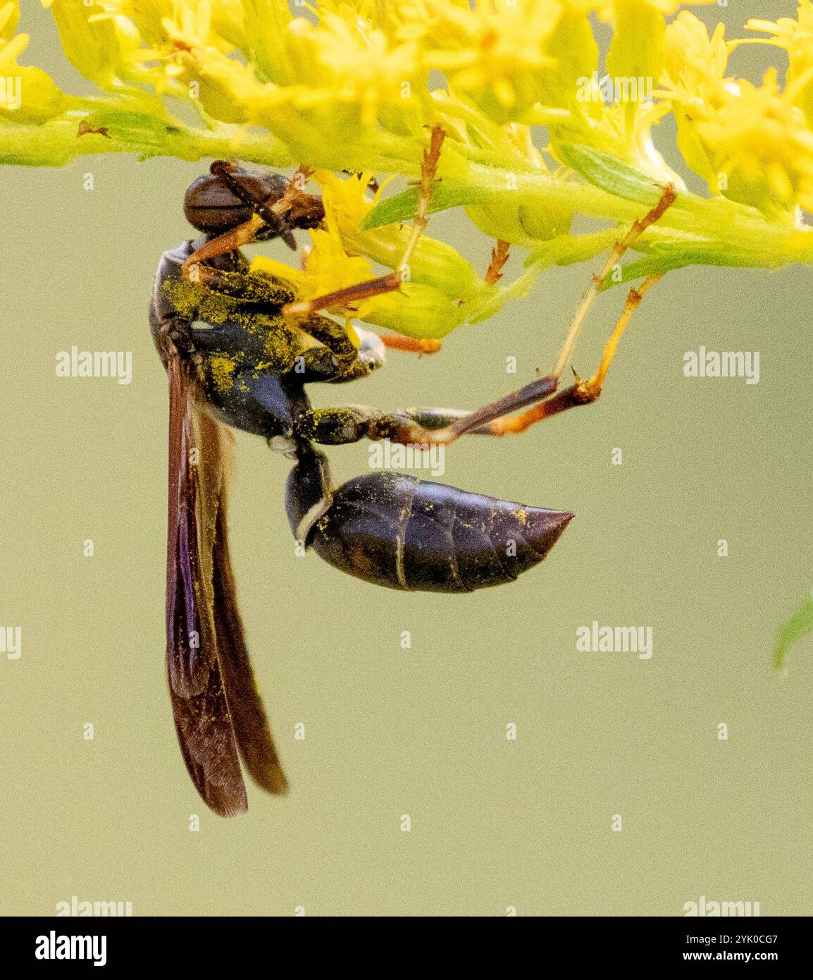 Northern Paper Wasp (Polistes fuscatus Stock Photo - Alamy